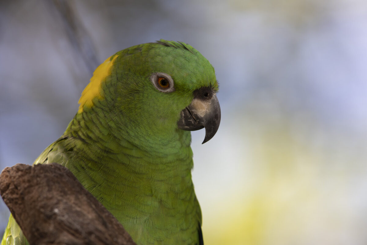 Lafeber’s Global Parrot Conservation Spotlight April 2024: Costa Rica's ...