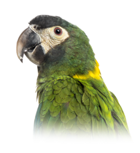 Yellow-Collared Macaw Personality, Food & Care – Pet Birds by Lafeber Co.