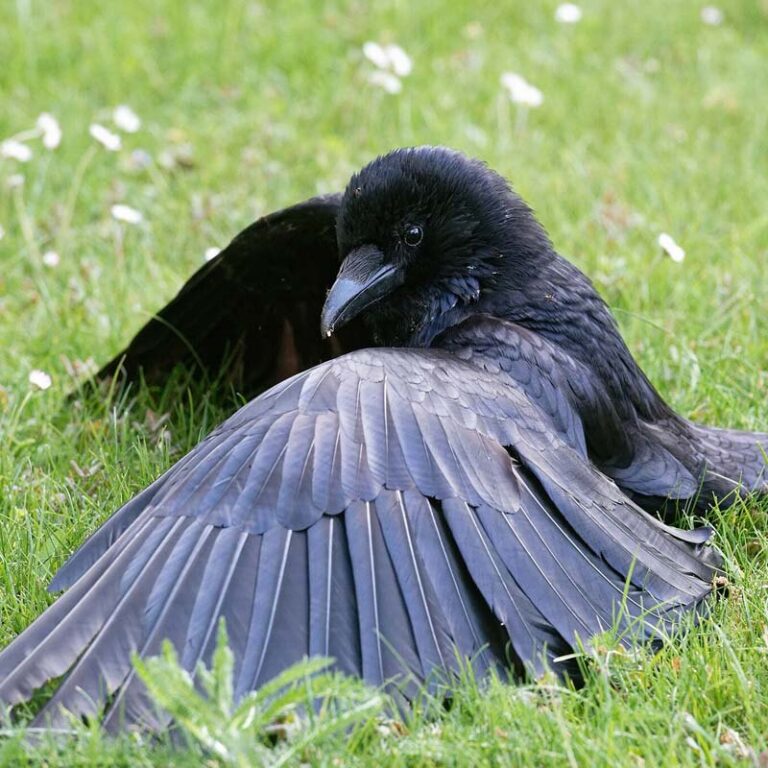 Anting: A Fascinating Glimpse Into Nature's Spa For Birds – Pet Birds ...