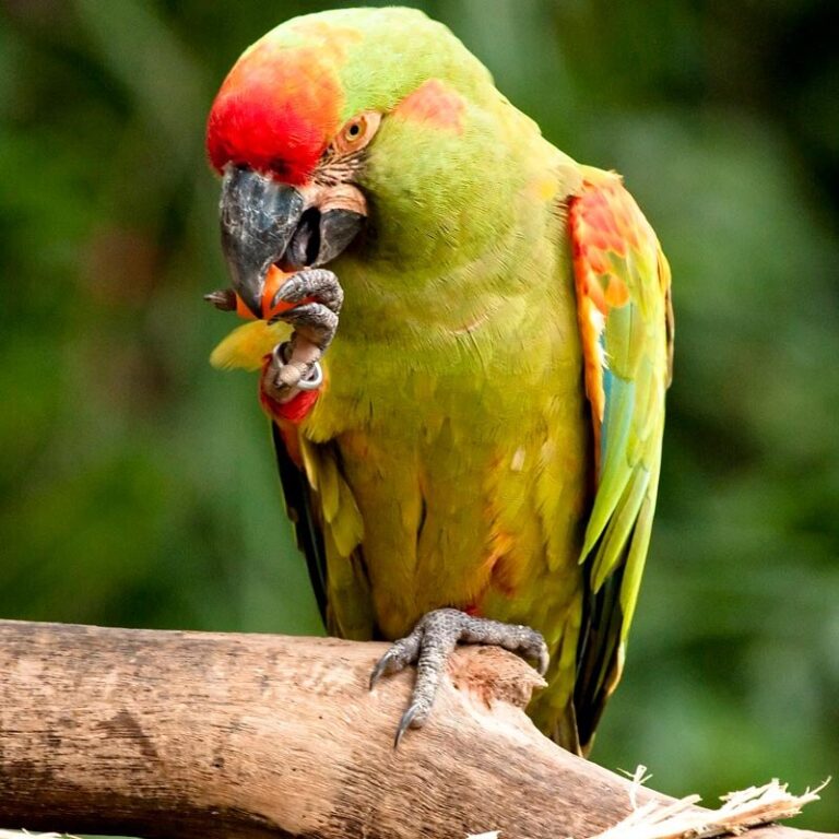 Unique Pairing Brings Hope For Red-Fronted Macaws – Pet Birds by ...