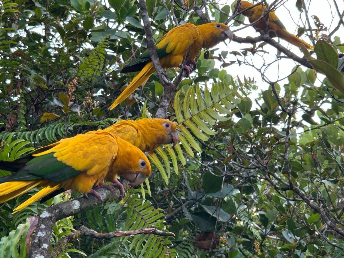 Lafeber’s Global Parrot Conservation Spotlight August 2024: Golden ...