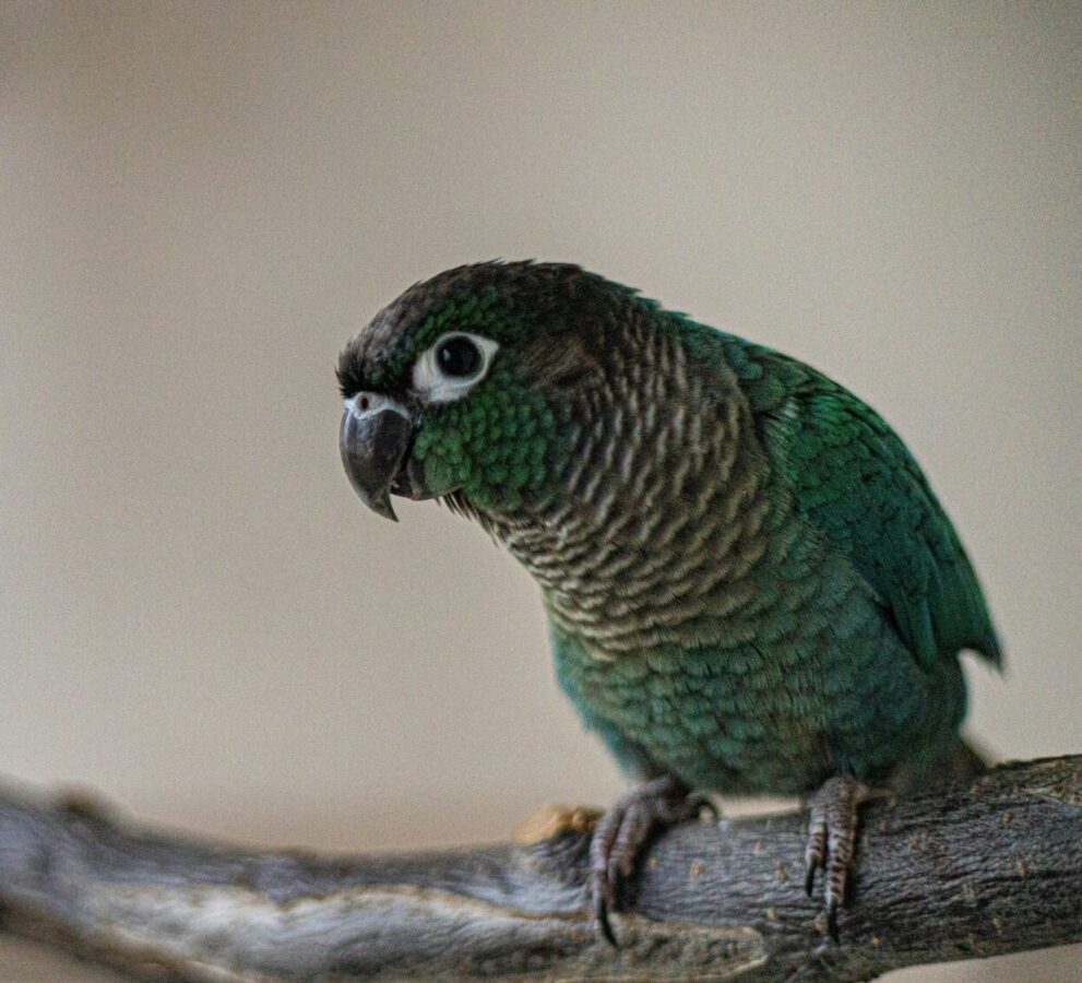 Pain in Parrots: What Parrot Parents Should Know – Pet Birds by Lafeber Co.