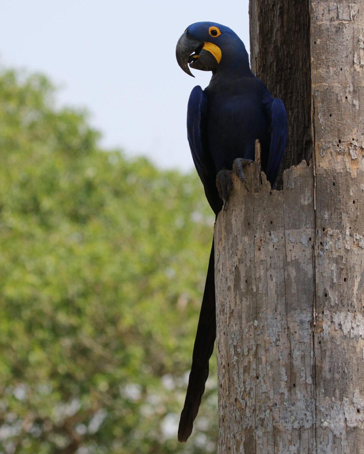Lafeber’s Global Parrot Conservation Spotlight September 2024: Brazil's ...