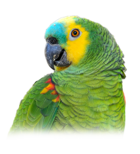 Blue-Fronted Amazon Personality, Food & Care – Pet Birds by Lafeber Co.