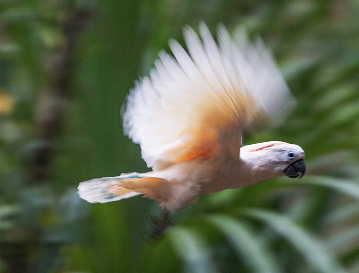 Lafeber’s Global Parrot Conservation Spotlight November 2024: The ...
