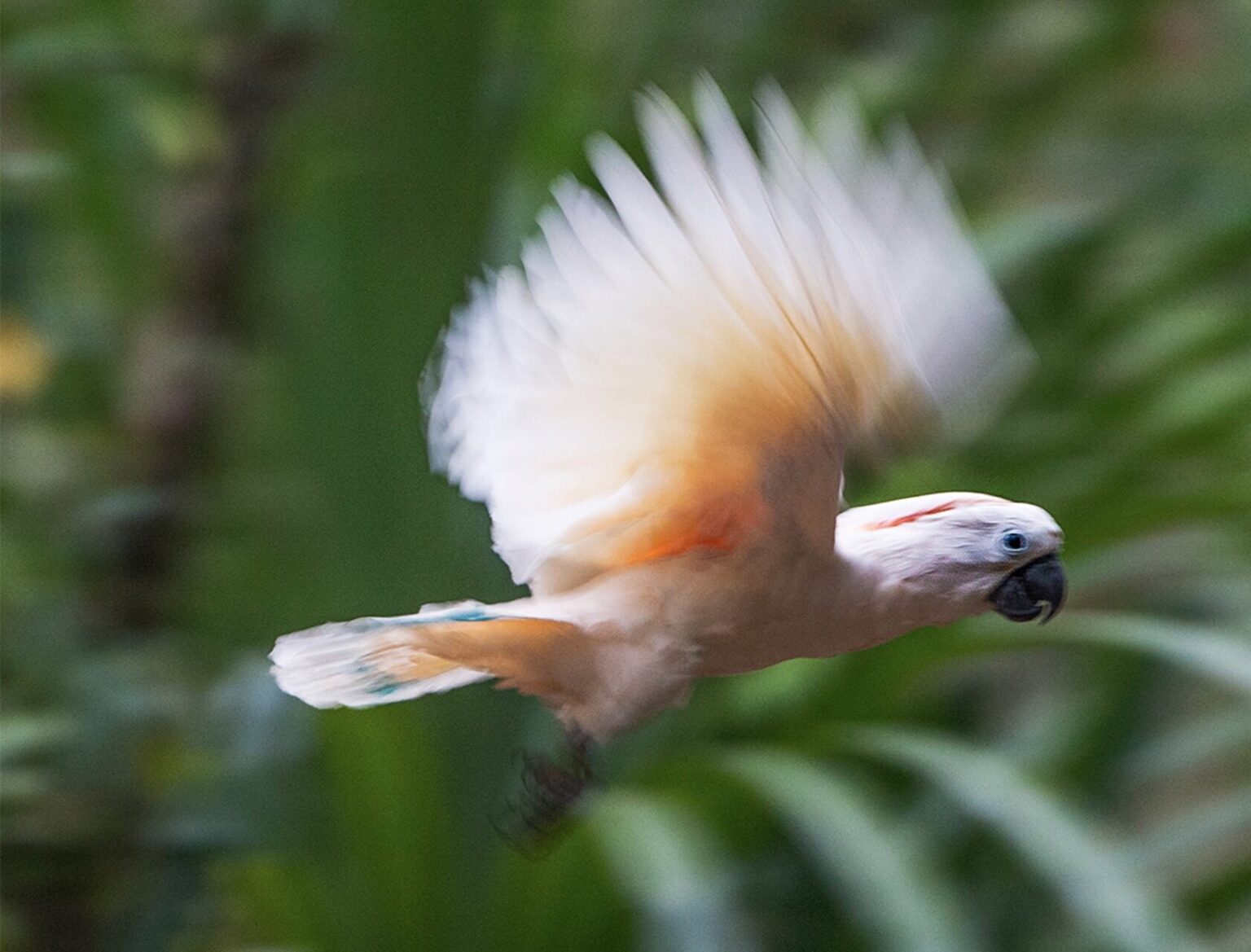 Lafeber’s Global Parrot Conservation Spotlight November 2024: The ...