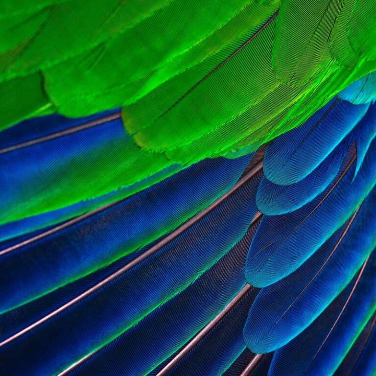 The Secret Behind Parrots’ Vibrant Colors: New Study – Pet Birds by ...
