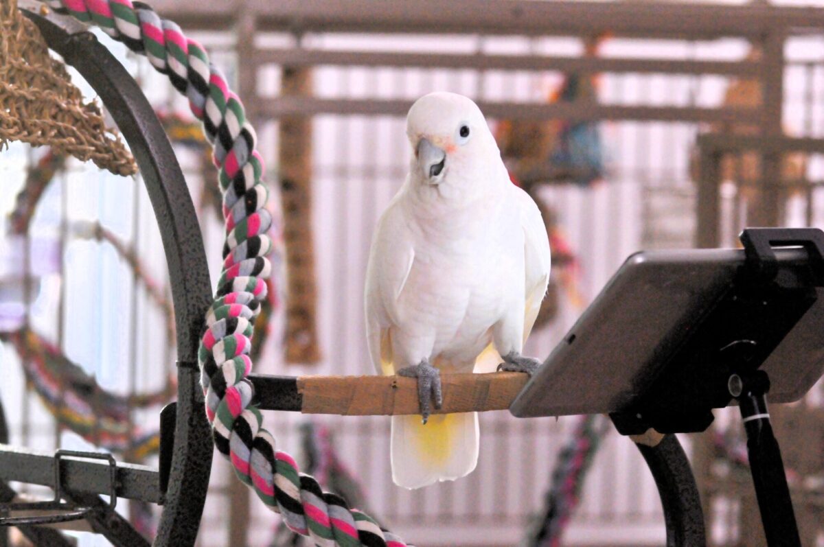 "Parrot Kindergarten" Documentary Explores Pet Birds And Avian Learning ...