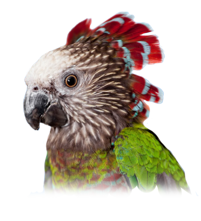Hawk-Headed Parrot Personality, Food & Care – Pet Birds by Lafeber Co.