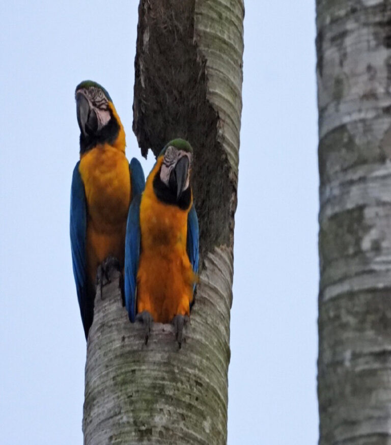 Lafeber’s Global Parrot Conservation Spotlight February 2025 ...