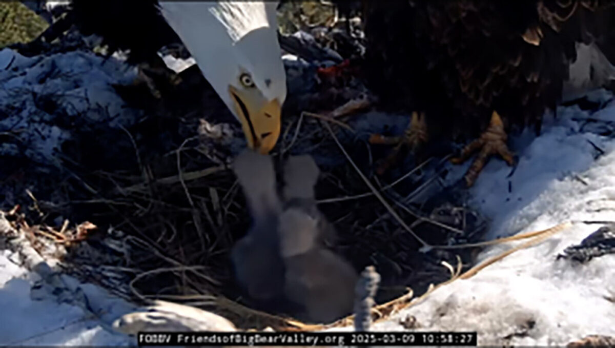 Live from the Nest! Watch Bald Eagle Chicks Grow in Real Time – Pet ...
