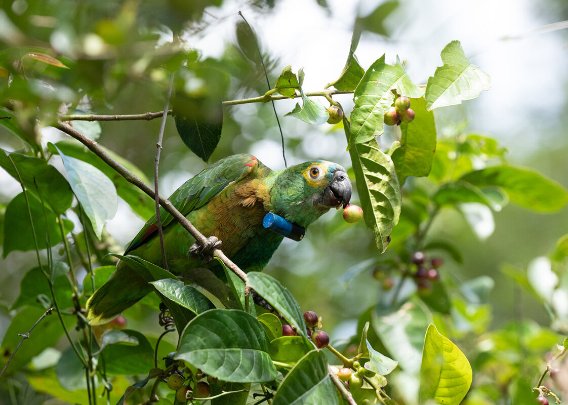 Lafeber’s Global Parrot Conservation Spotlight March 2025: Brazil's Vinaceous-Breasted & the ...