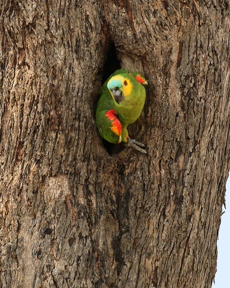 Lafeber’s Global Parrot Conservation Spotlight April 2025: The ...