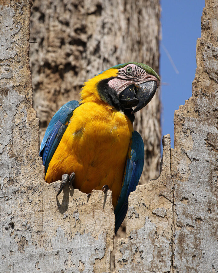Lafeber’s Global Parrot Conservation Spotlight April 2025: The ...