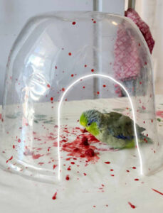 A Parrot’s Mess Becomes A Creative Expression – Pet Birds by Lafeber Co.