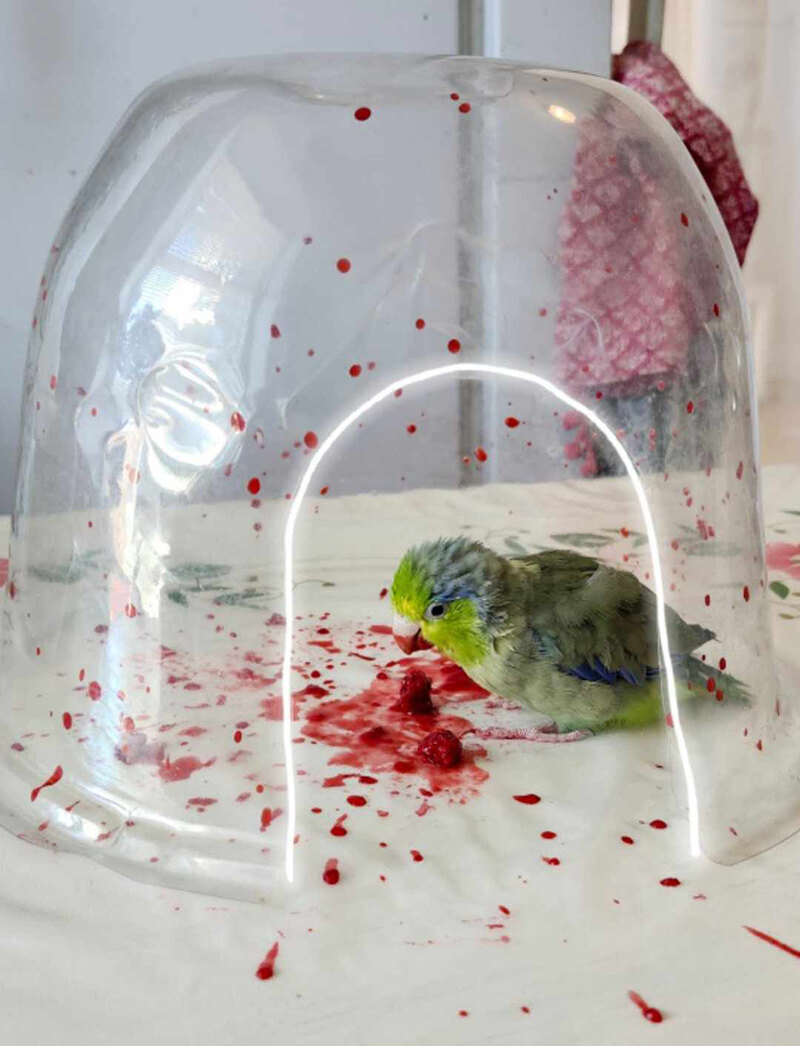 A Parrot’s Mess Becomes A Creative Expression – Pet Birds by Lafeber Co.