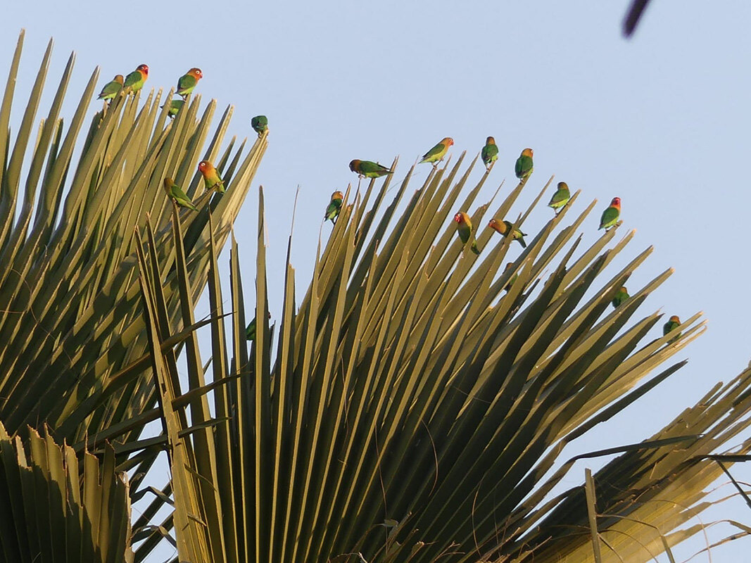 Lafeber’s Conservation Spotlight May 2025: Looking For Africa's “Lost ...