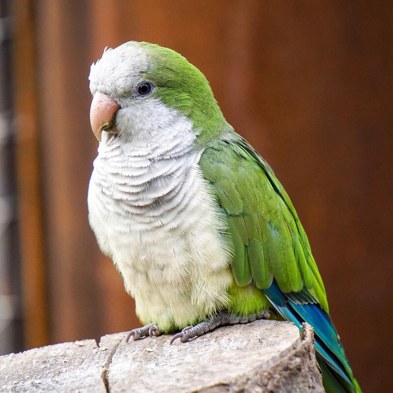 Small Birds Do Talk! – Pet Birds by Lafeber Co.