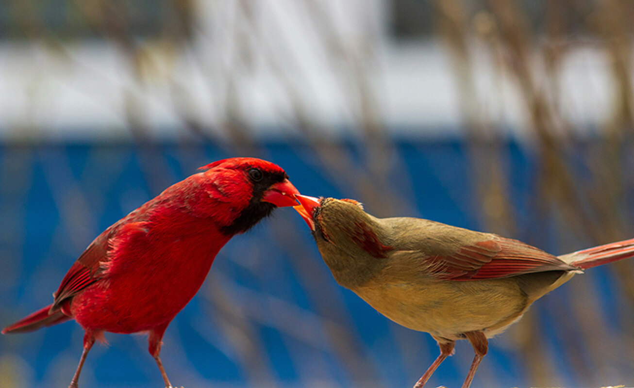 Father Knows Nest: Meet Some of Nature’s Best Bird Dads – Pet Birds by ...