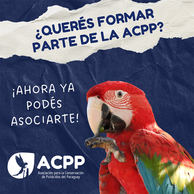 Lafeber’s Global Parrot Conservation Spotlight June 2025: The Parrots ...