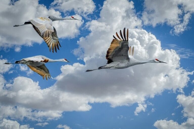 2025’s Remarkable Bird Migration – Pet Birds by Lafeber Co.