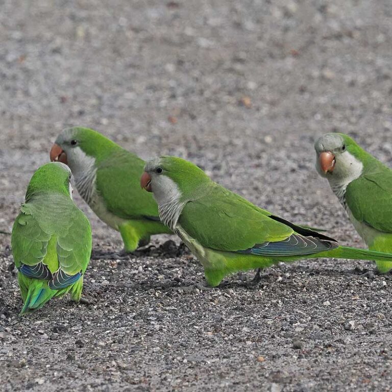 Pet Bird Behavior Articles - Parrots & Pet Birds – Lafeber Co