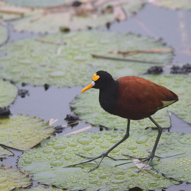 Father Knows Nest: Meet Some Of Nature’s Best Bird Dads – Pet Birds by ...