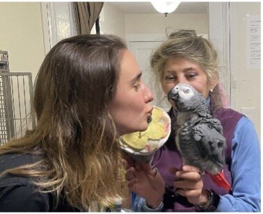 Inside Dr. Pepperberg's Lab: Parrot Emotions at the End of the Semester ...