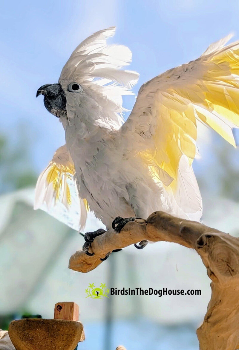 From Darkness to Daylight: Boo the Cockatoo Sees Again – Pet Birds by ...