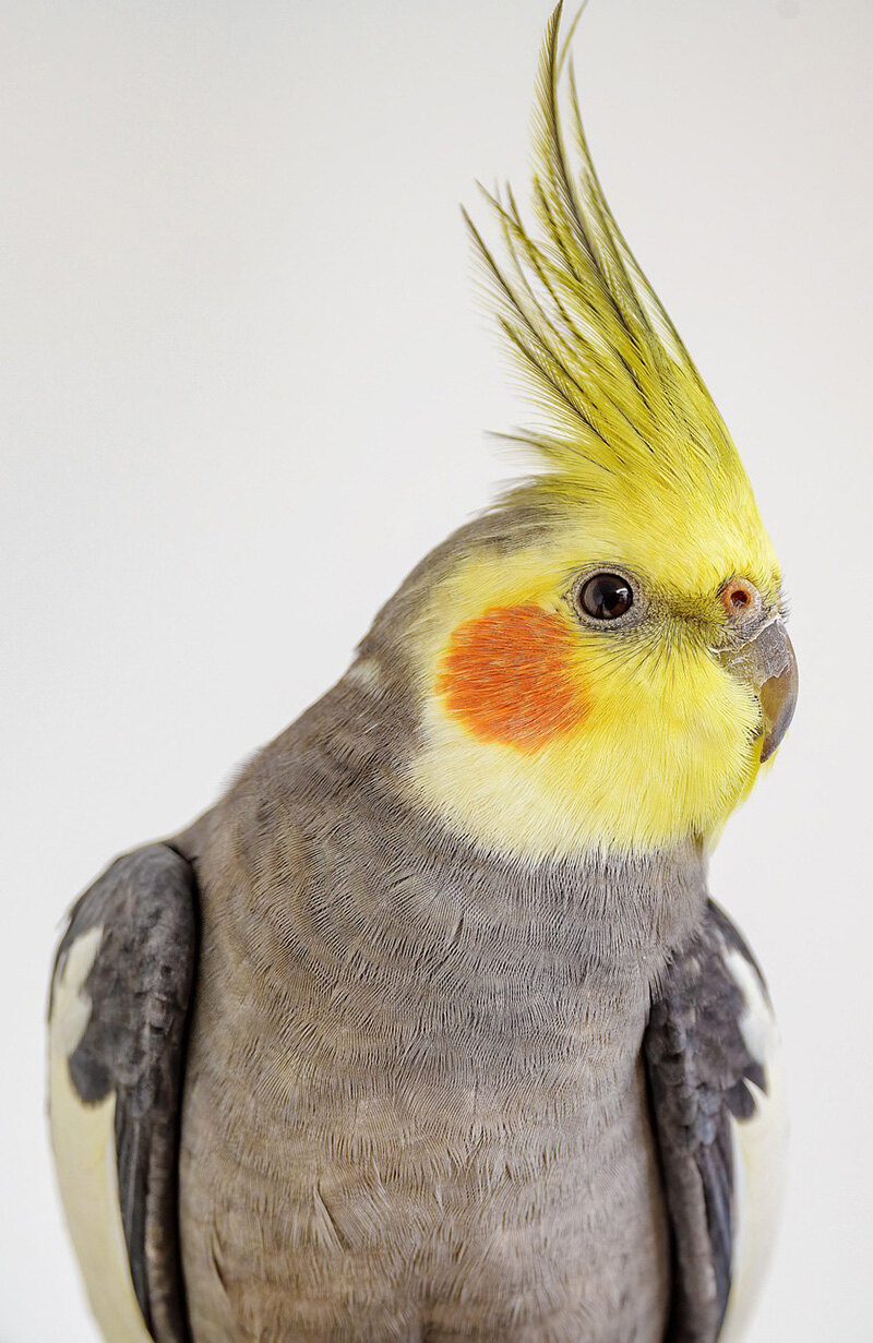 Photograph Your Bird Like a Pro – Pet Birds by Lafeber Co.