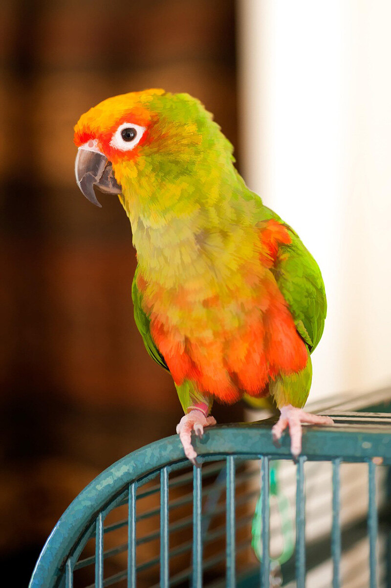 Photograph Your Bird Like a Pro – Pet Birds by Lafeber Co.
