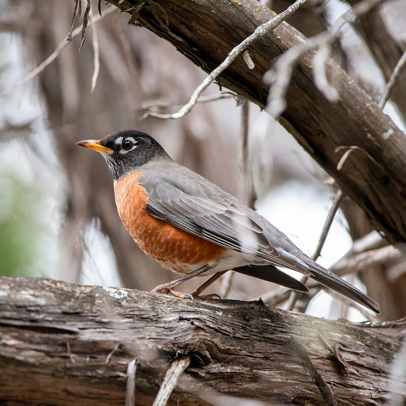 Why Urban Birds Are Losing Sleep And What We Can Do – Pet Birds by ...
