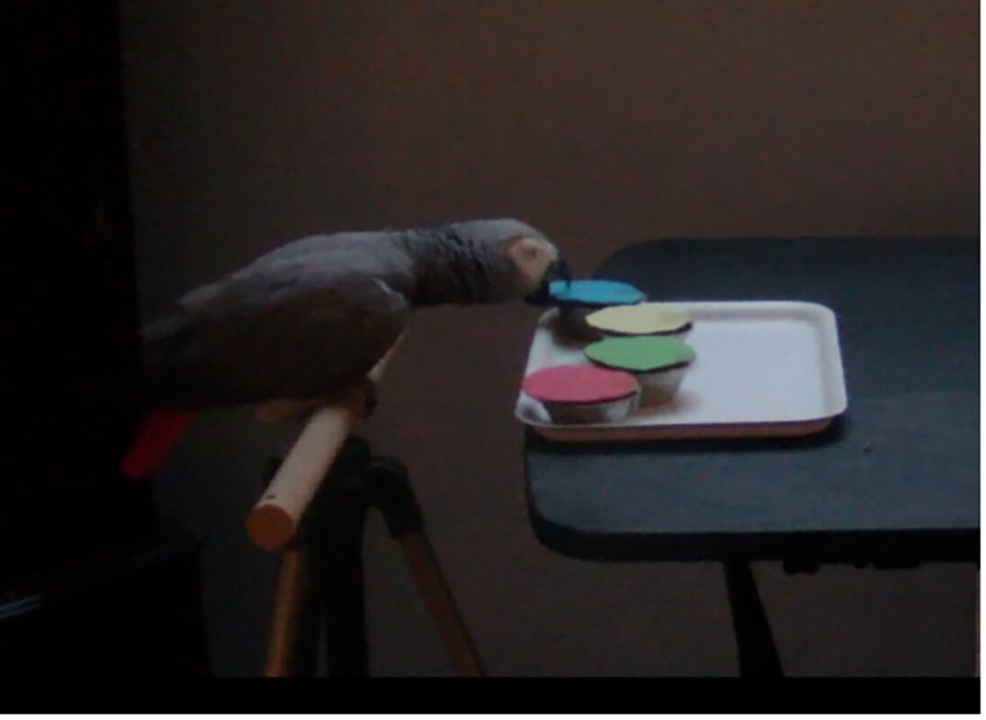Replication in the Lab: Parrots Prove Their Smarts – Pet Birds by Lafeber Co.