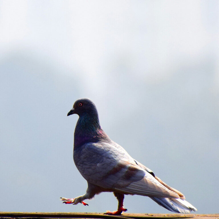 From Tangled Toes To Happy Pigeons: London Group To The Rescue – Pet ...