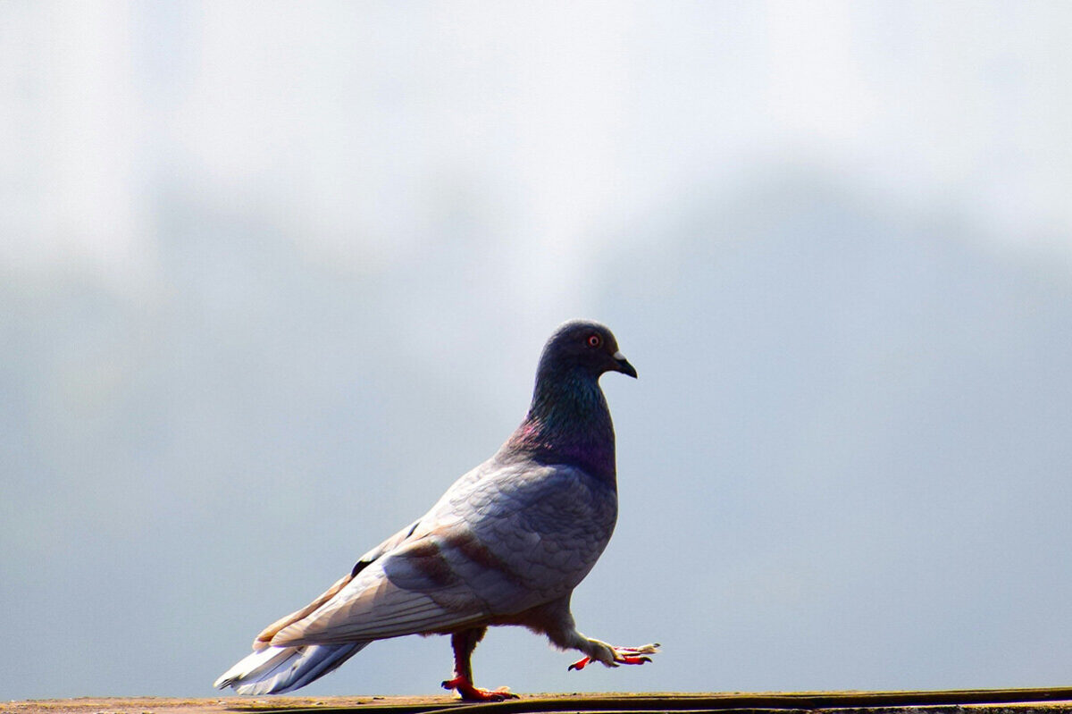 From Tangled Toes to Happy Pigeons: London Group To The Rescue – Pet ...