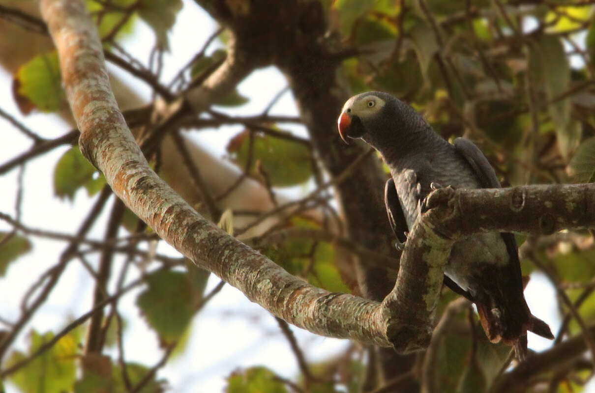 Lafeber’s Global Parrot Conservation Spotlight December 2025: Sierra ...