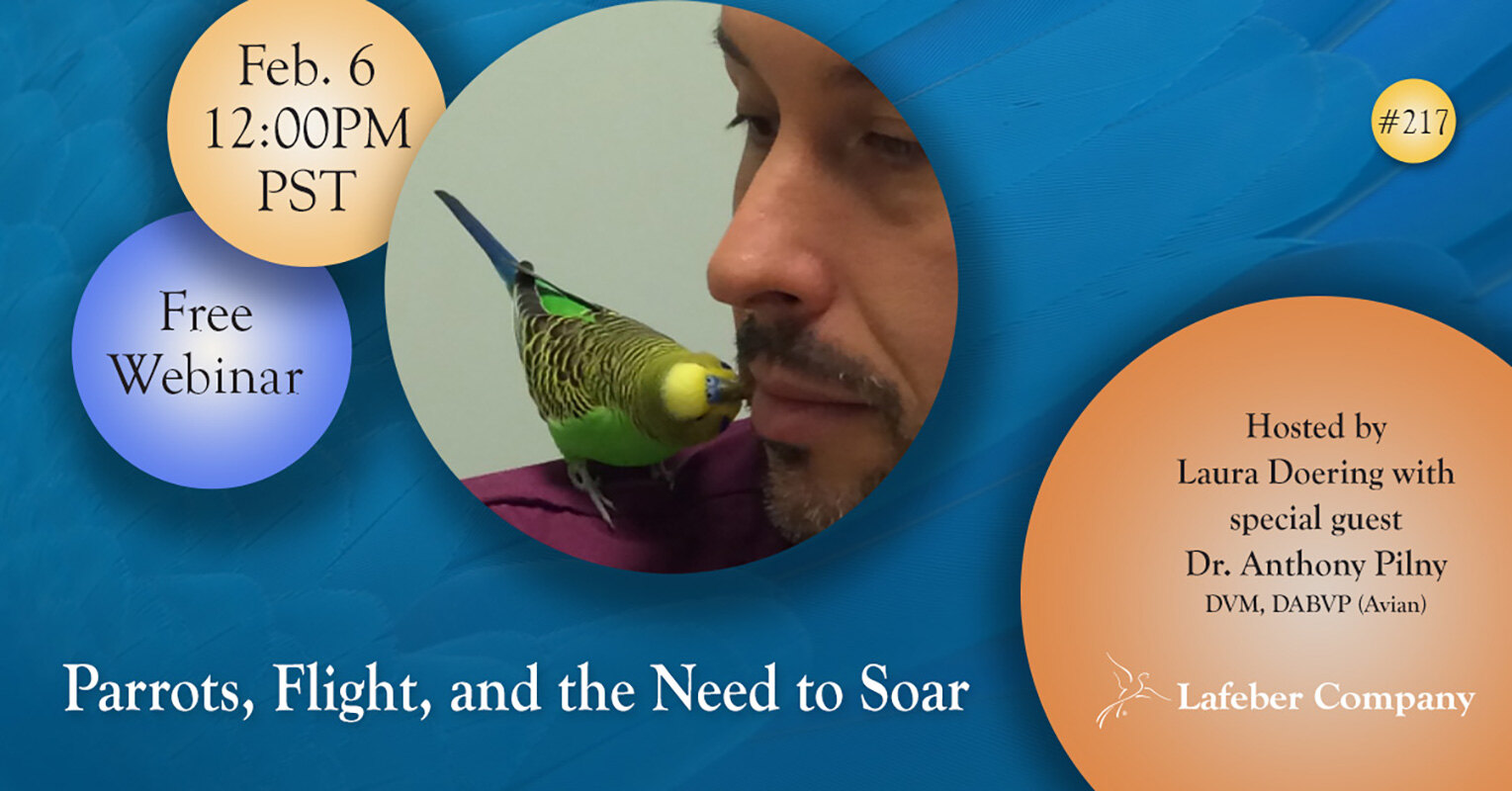 Webinar: Parrots, Flight, And The Need To Soar, With Dr. Anthony Pilny ...