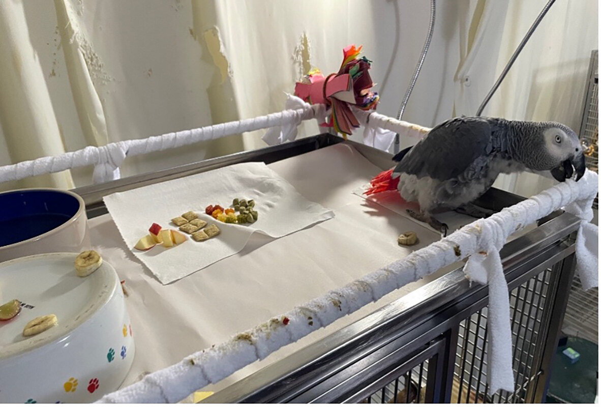 Inside Dr. Pepperberg's Lab: Griffin Makes A Strategic Snack Move – Pet ...