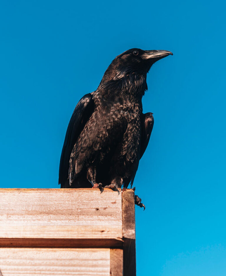 Loki: The Mischievous Raven Winning Hearts Online – Pet Birds by ...