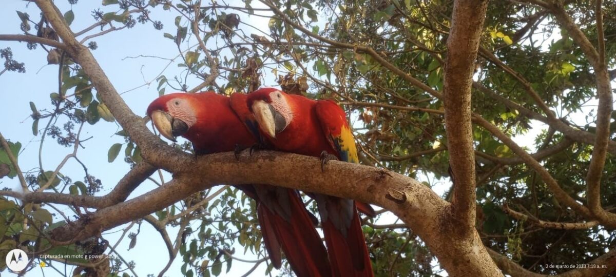 Lafeber’s Global Parrot Conservation Spotlight May 2026: Saving Scarlet ...