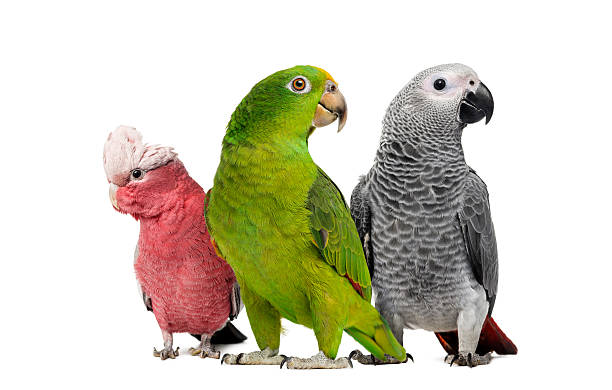 5 Reasons To Adopt A Pet Bird – Pet Birds by Lafeber Co.