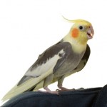 Cockatiel Sounds Explained – Pet Birds by Lafeber Co.