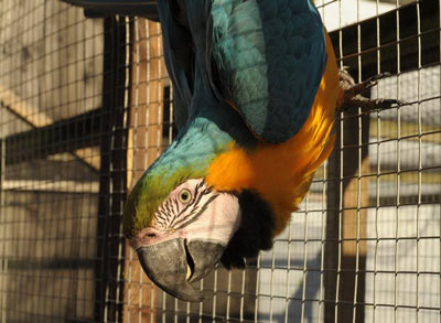 From Pub To Parrot Aviary & Zoo – Pet Birds by Lafeber Co.