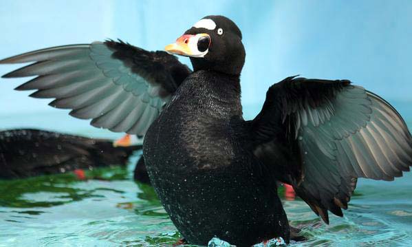 A Firsthand Look At A Seabird Rescue – Pet Birds by Lafeber Co.