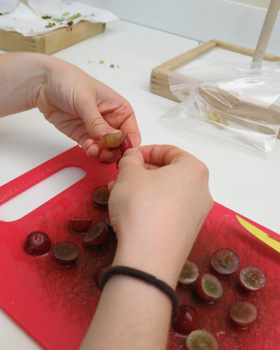 Inside Pepperberg's Lab: Catering To Parrots' Tastes – Pet Birds by ...