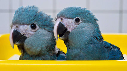 Rare Spix's Macaws Reintroduced Back Into The Wild! – Pet Birds by ...