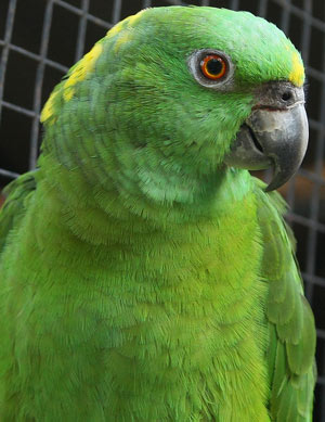 Yellow-Naped Amazon Parrot Personality, Food & Care – Pet Birds by ...