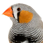 Find the right pet bird for you | Pet Birds by Lafeber Co.