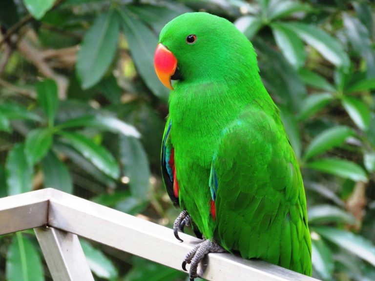 Teaching Your Bird – Pet Birds by Lafeber Co.