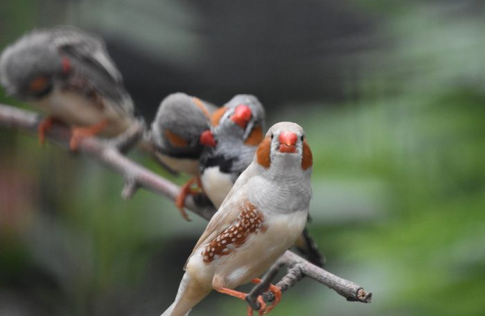 Your Bird's Health – Pet Birds by Lafeber Co.